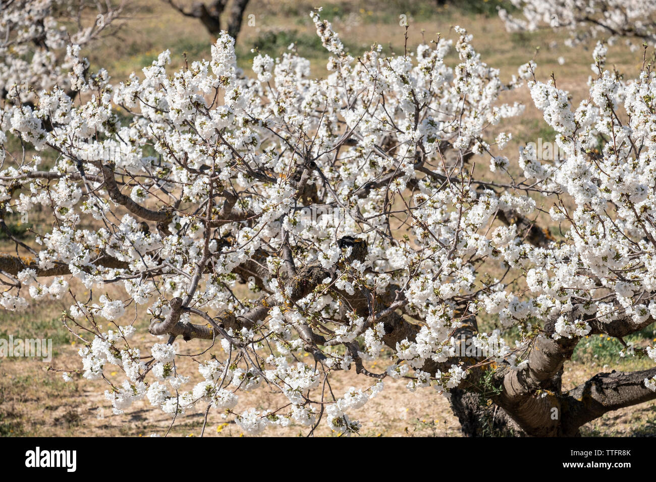 Almond Trees in Blossom, tivissa, spain Stock Photo - Alamy
