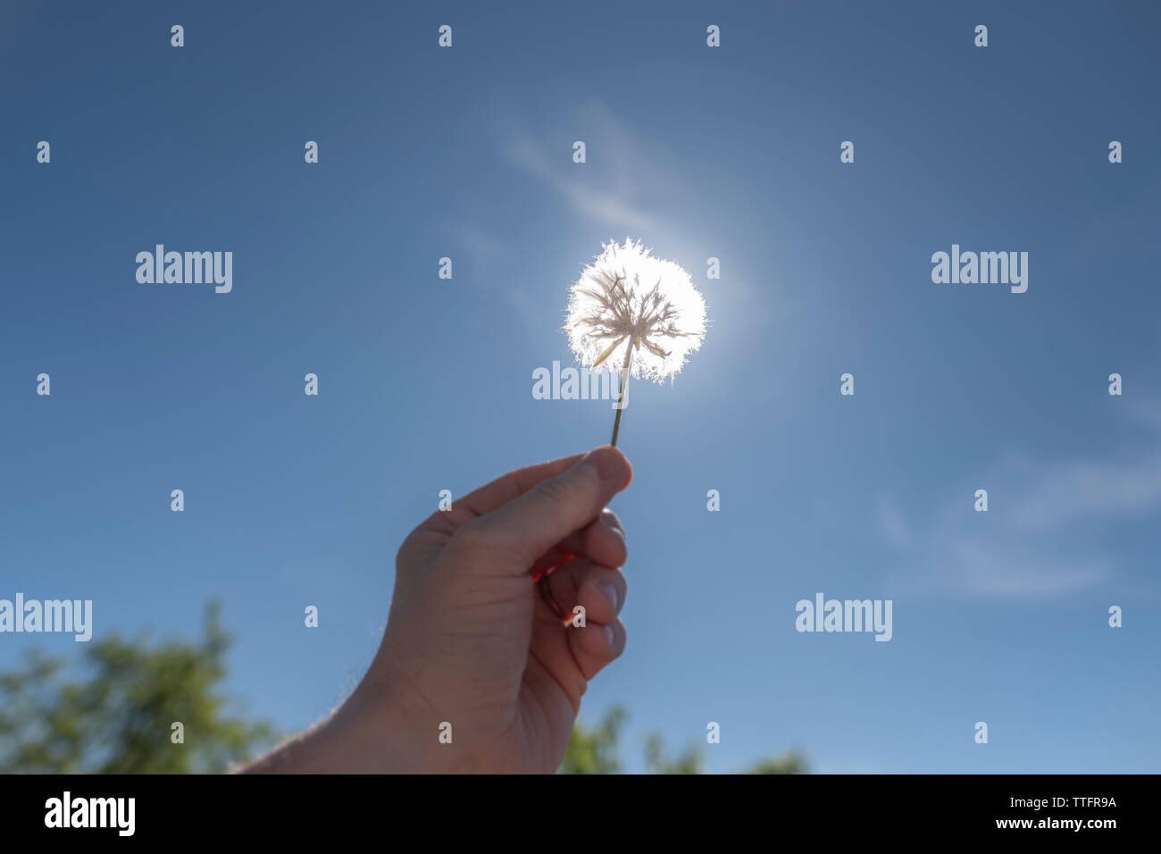 Hand holding a Dandelion in th countryside Stock Photo - Alamy