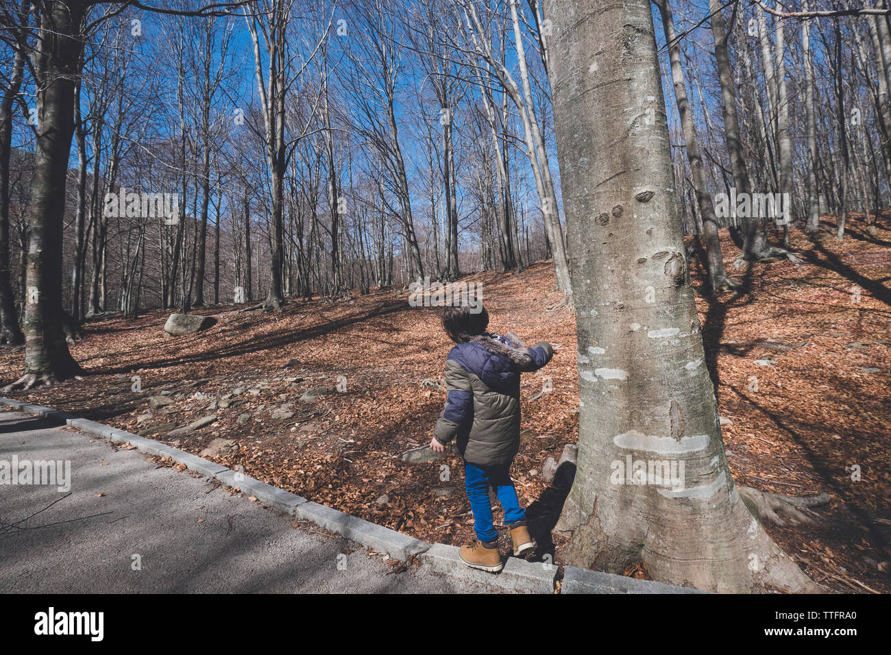 boy walking throught the forest, climbing a tree during autumn o Stock ...