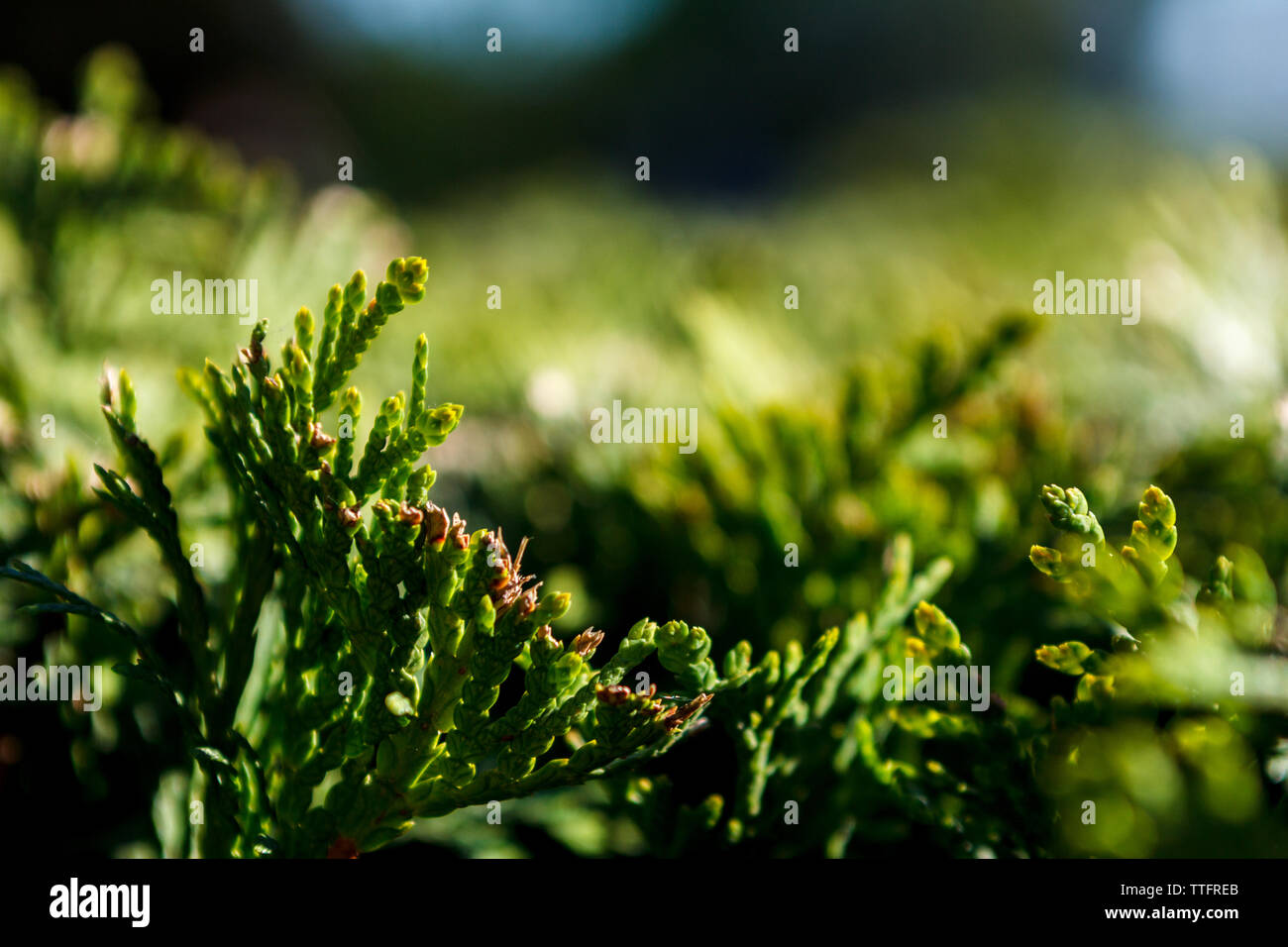 Dim background hi-res stock photography and images - Alamy