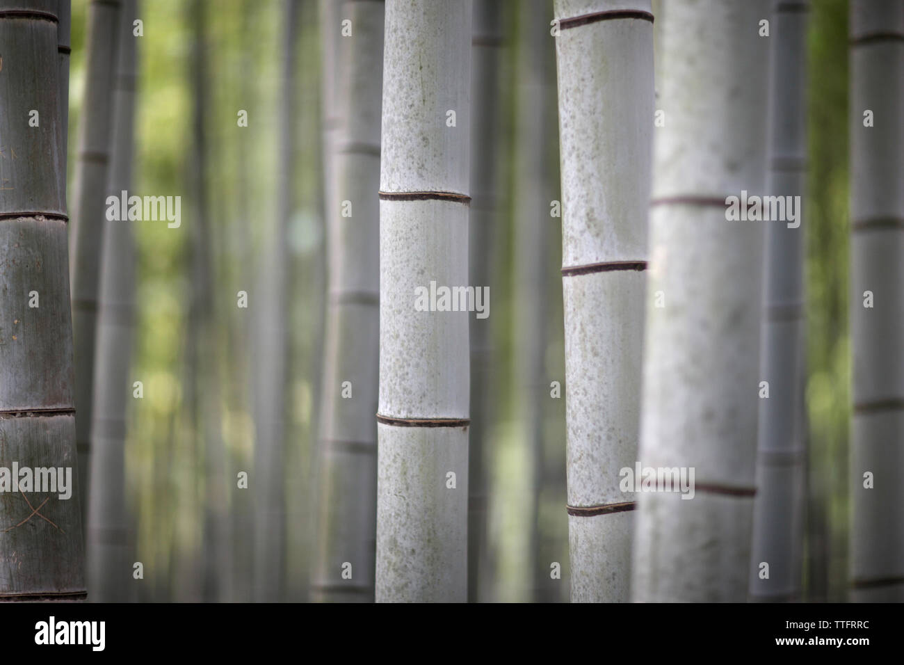 Bamboo plantations hi-res stock photography and images - Alamy