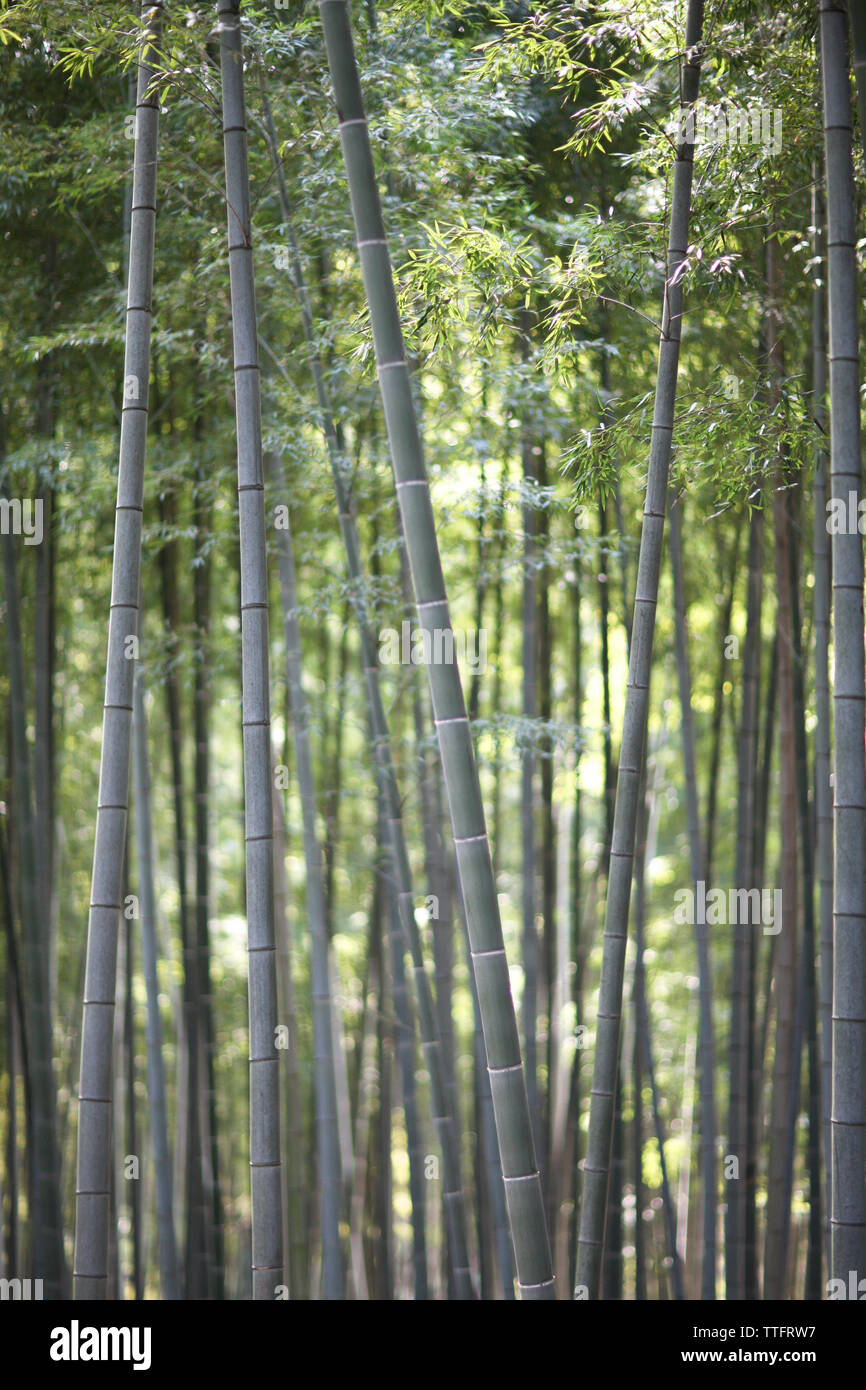 Long vertical stems hi-res stock photography and images - Alamy