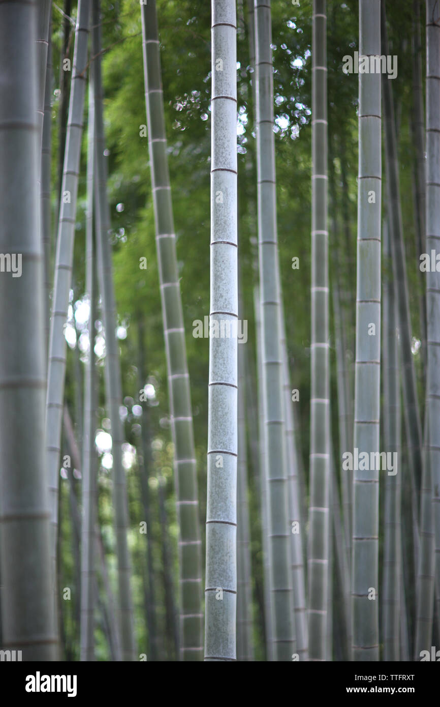Long vertical stems hi-res stock photography and images - Alamy