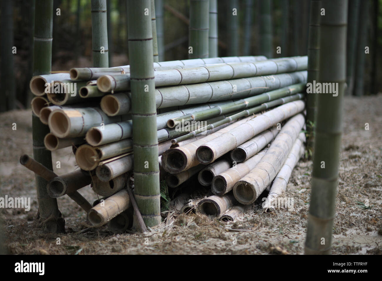 Trunks of bamboo plants hi-res stock photography and images - Alamy
