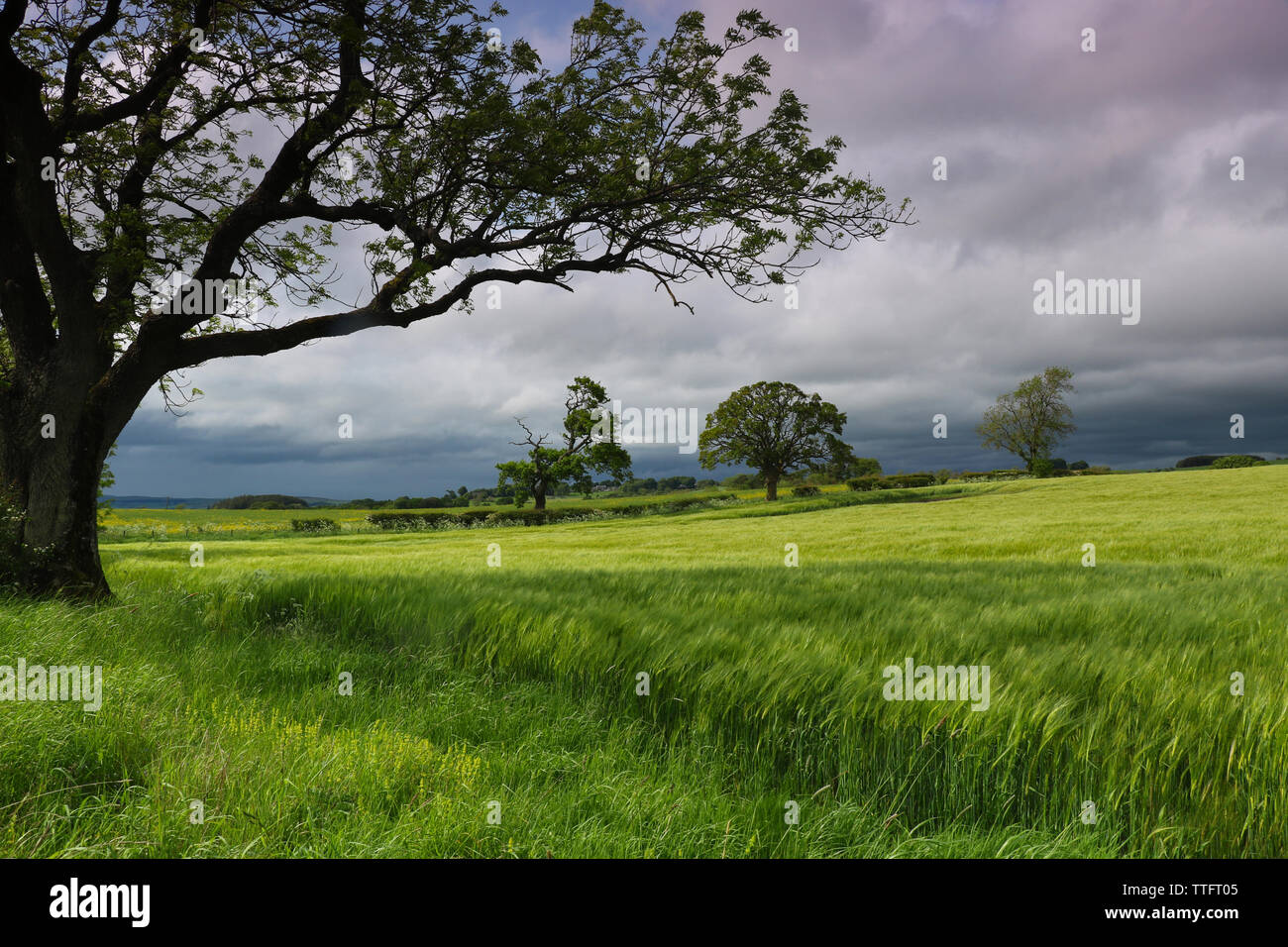 Lush, green field landscape Stock Photo - Alamy