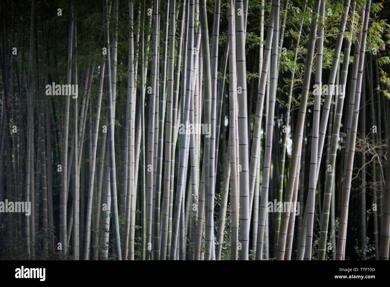 Long vertical stems hi-res stock photography and images - Alamy