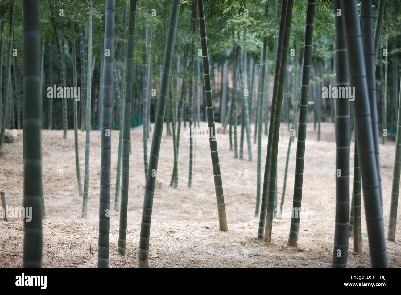 Dense plantations hi-res stock photography and images - Alamy