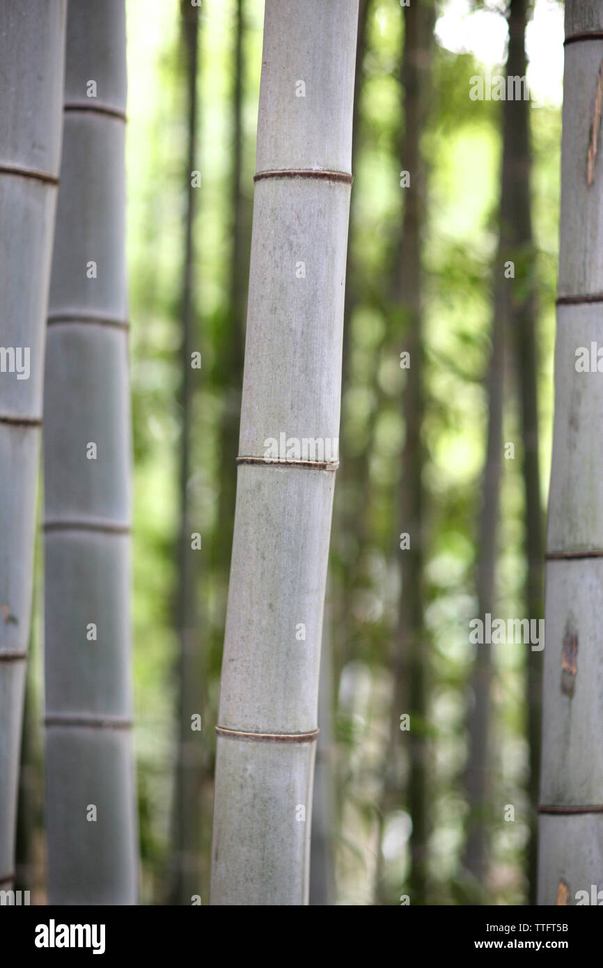 Texture old gray bamboo trunks in a grove in Japan Stock Photo - Alamy