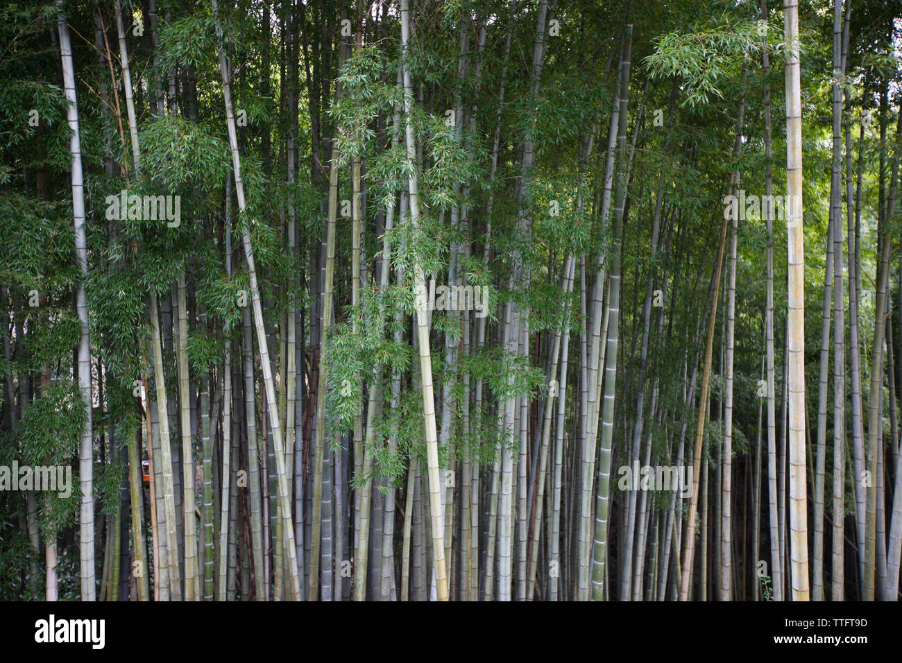 Wall dense bamboo thickets with long trunks and thick green foliage ...
