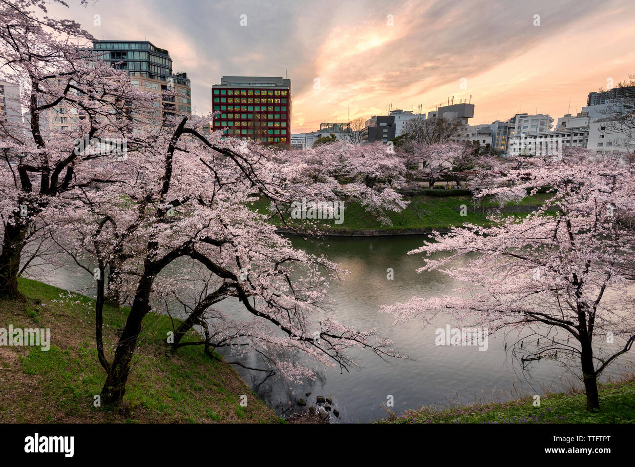 Buildings exterior trees hi-res stock photography and images - Alamy