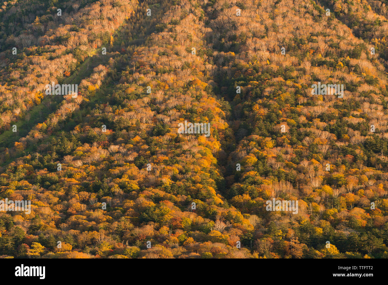 Nikko national park hi-res stock photography and images - Alamy