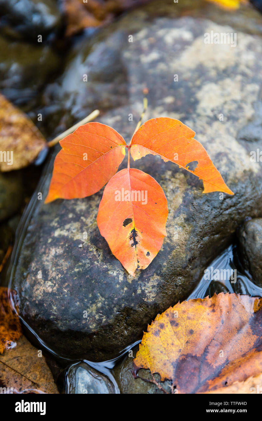 Fall foliage on stone hi-res stock photography and images - Alamy