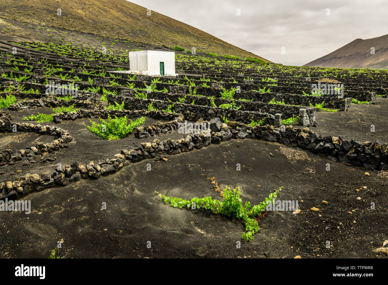 Vineyards in La Geria Stock Photo - Alamy
