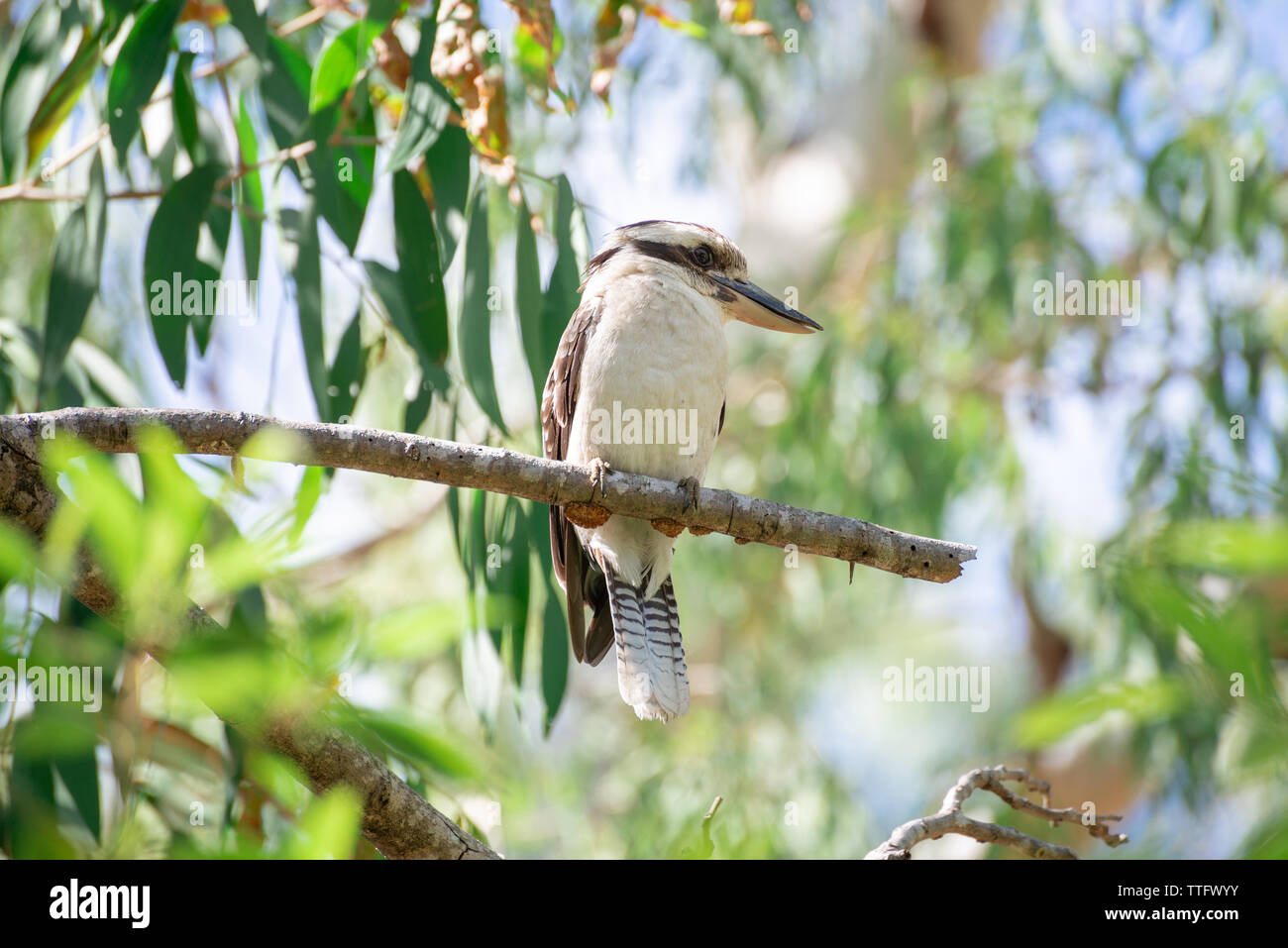 Australian Animals Kookaburra