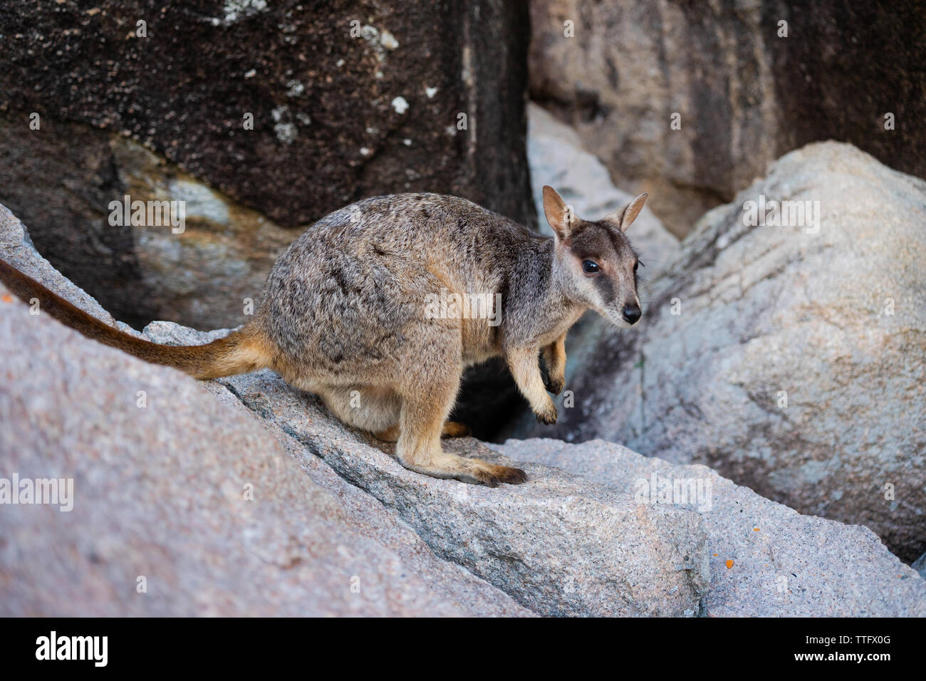 Wild wallaby on a rock in Magnetic Island, Queensland, Australia Stock ...