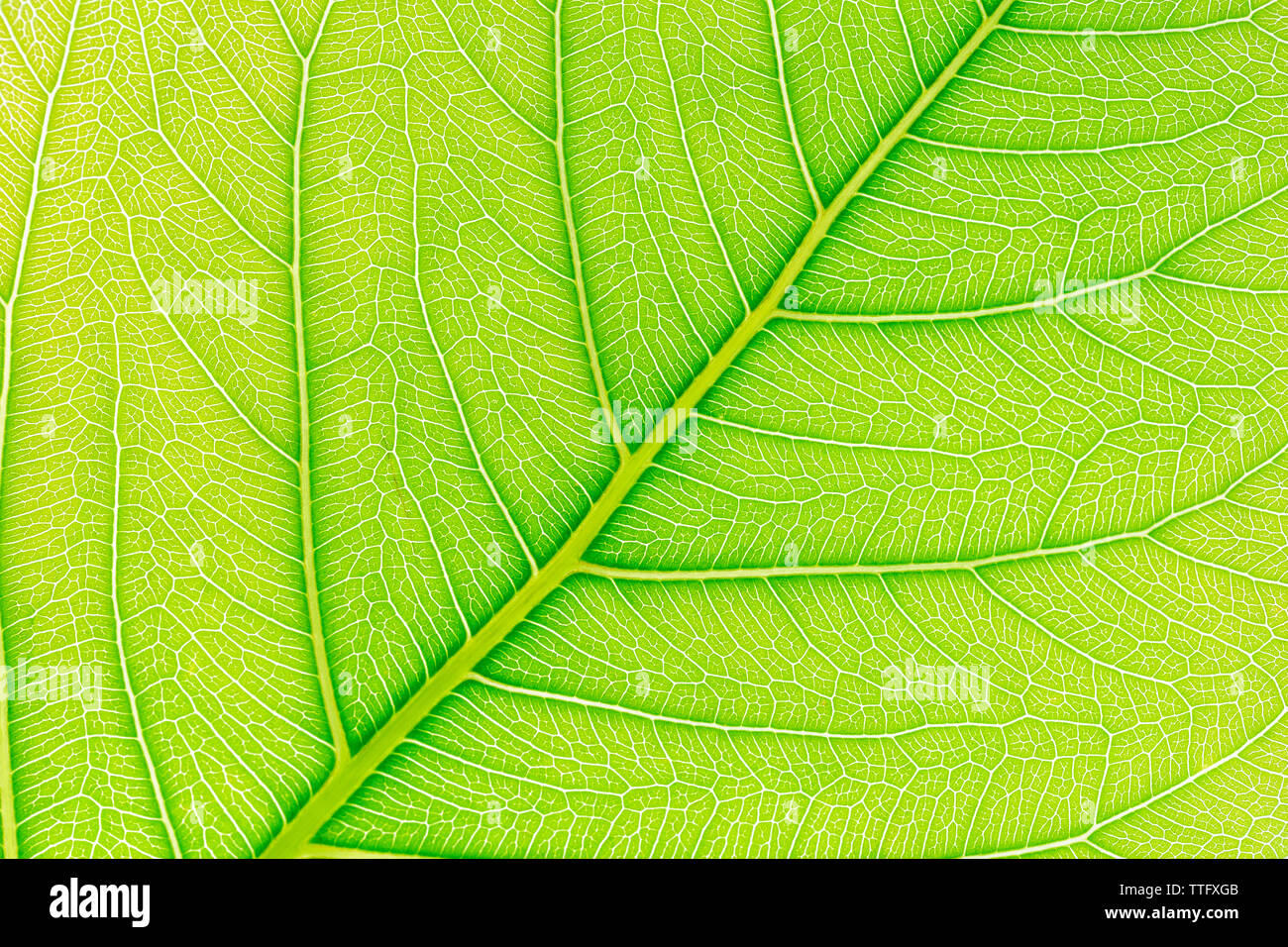 Green Leaf pattern texture background with light behind for website ...