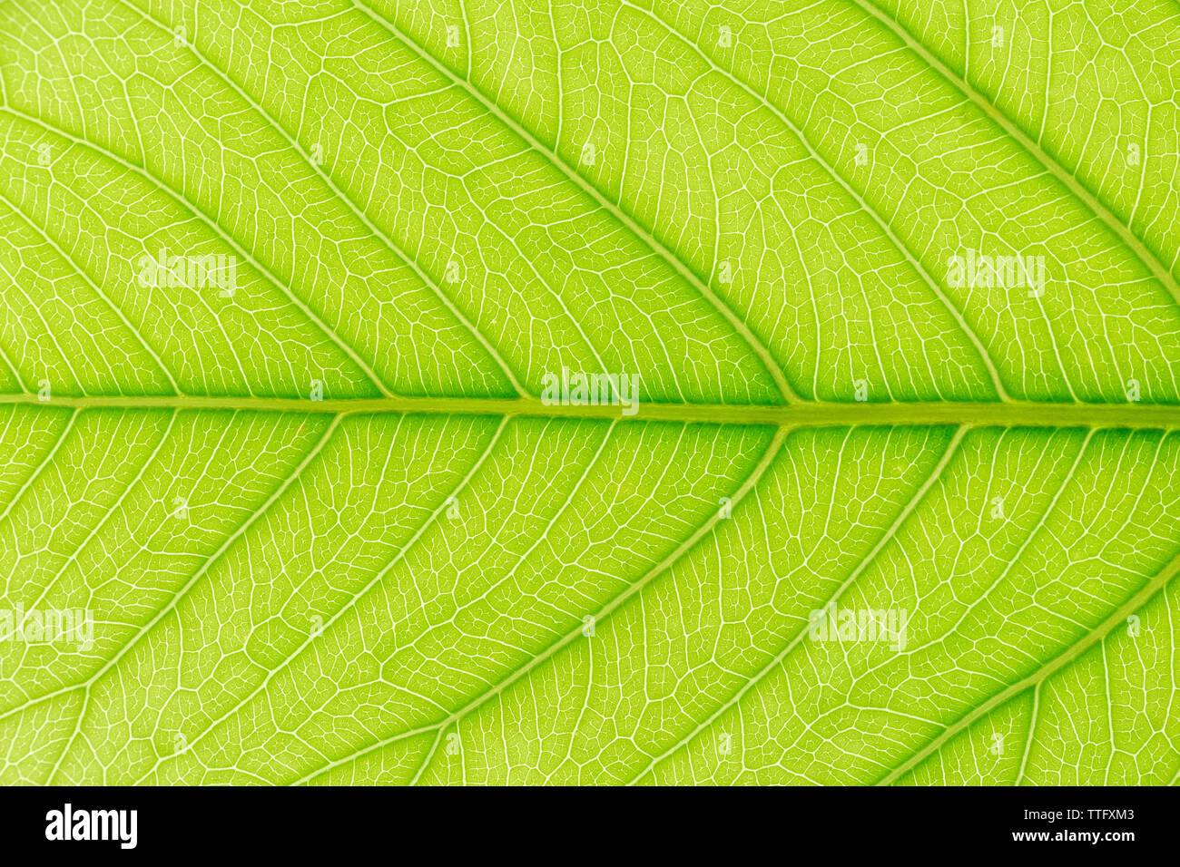 Green Leaf pattern texture background with light behind for website ...
