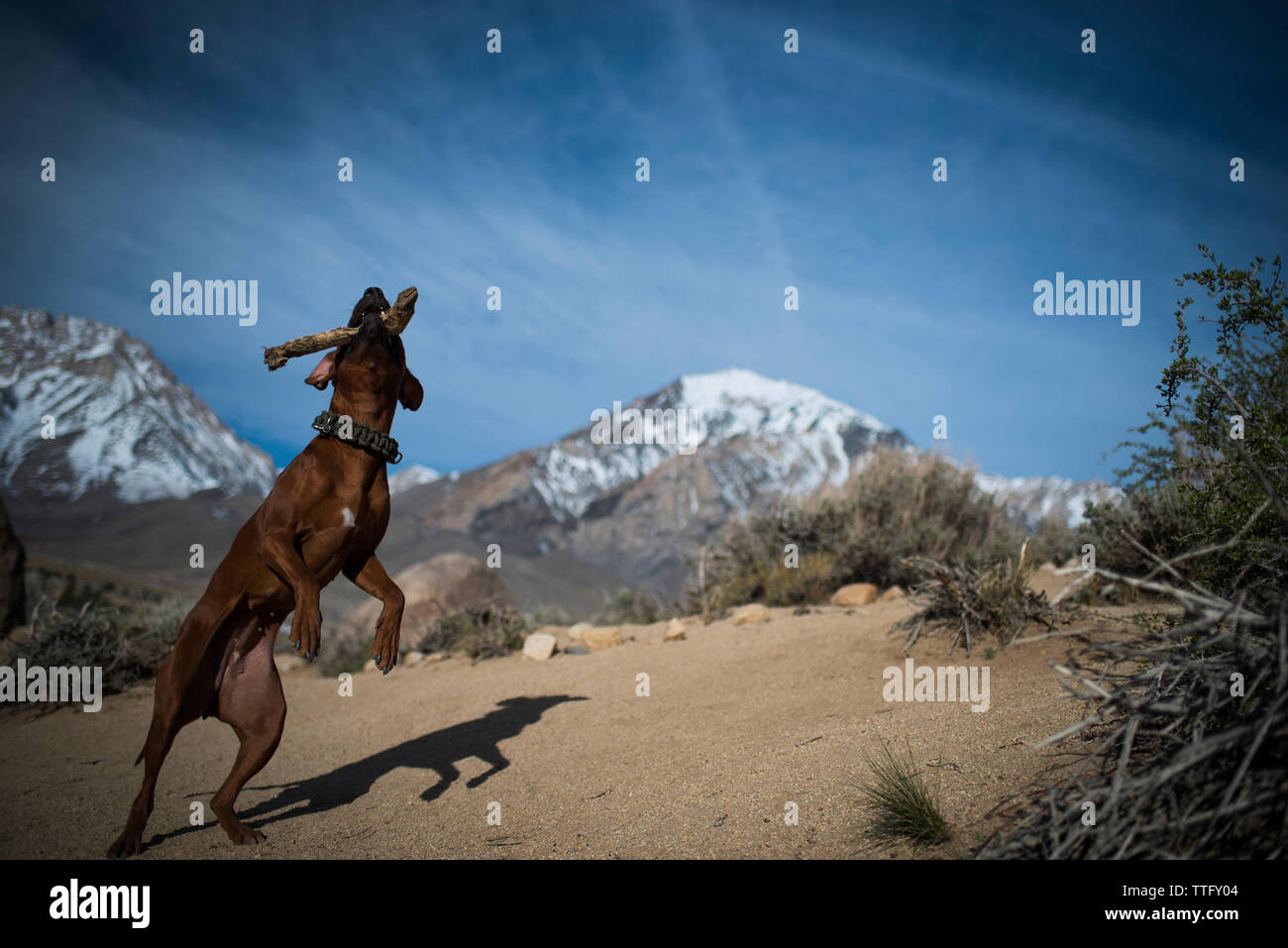 Dog chasing stick hi-res stock photography and images - Alamy
