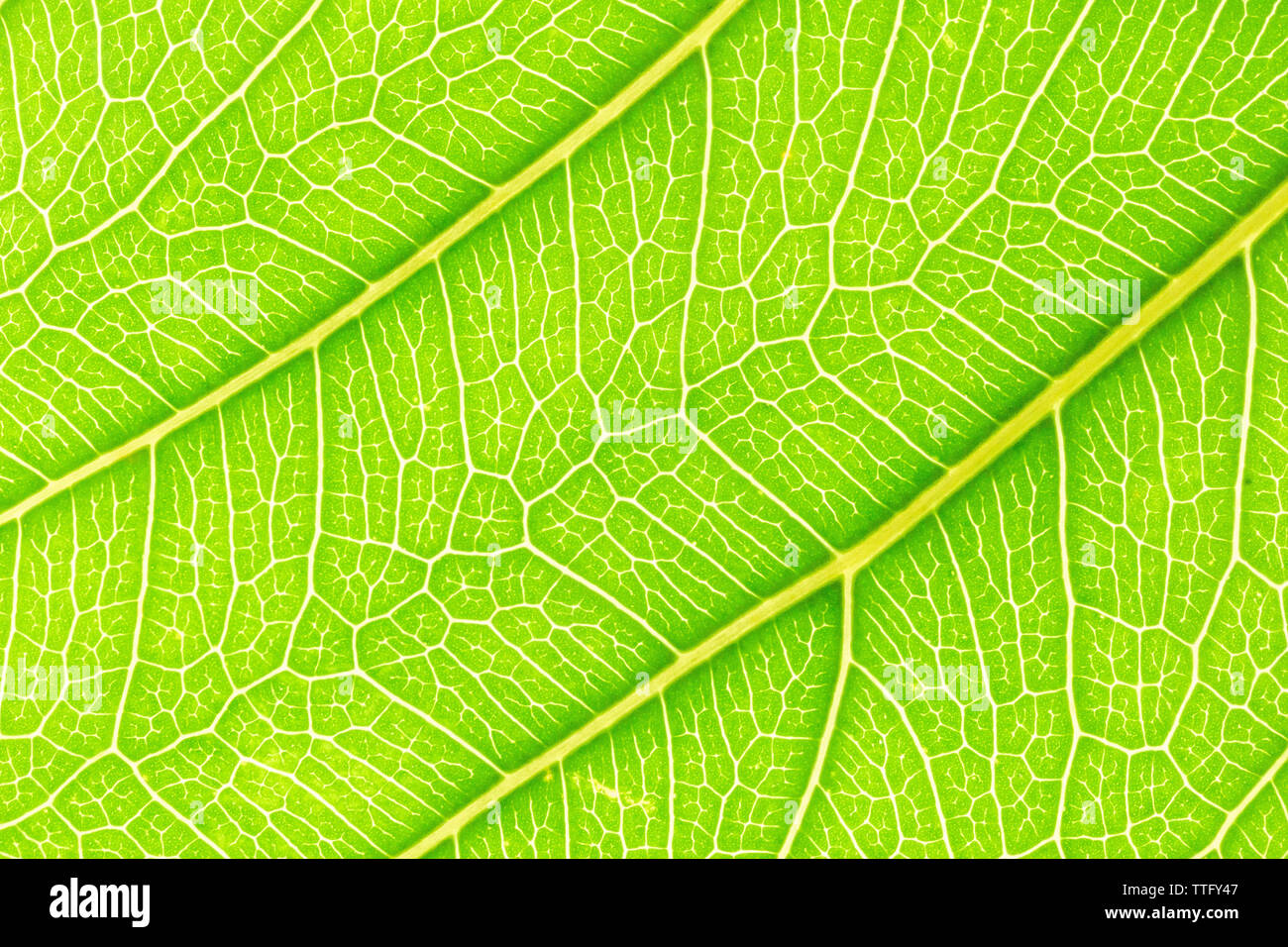 Green Leaf pattern texture background with light behind for website ...