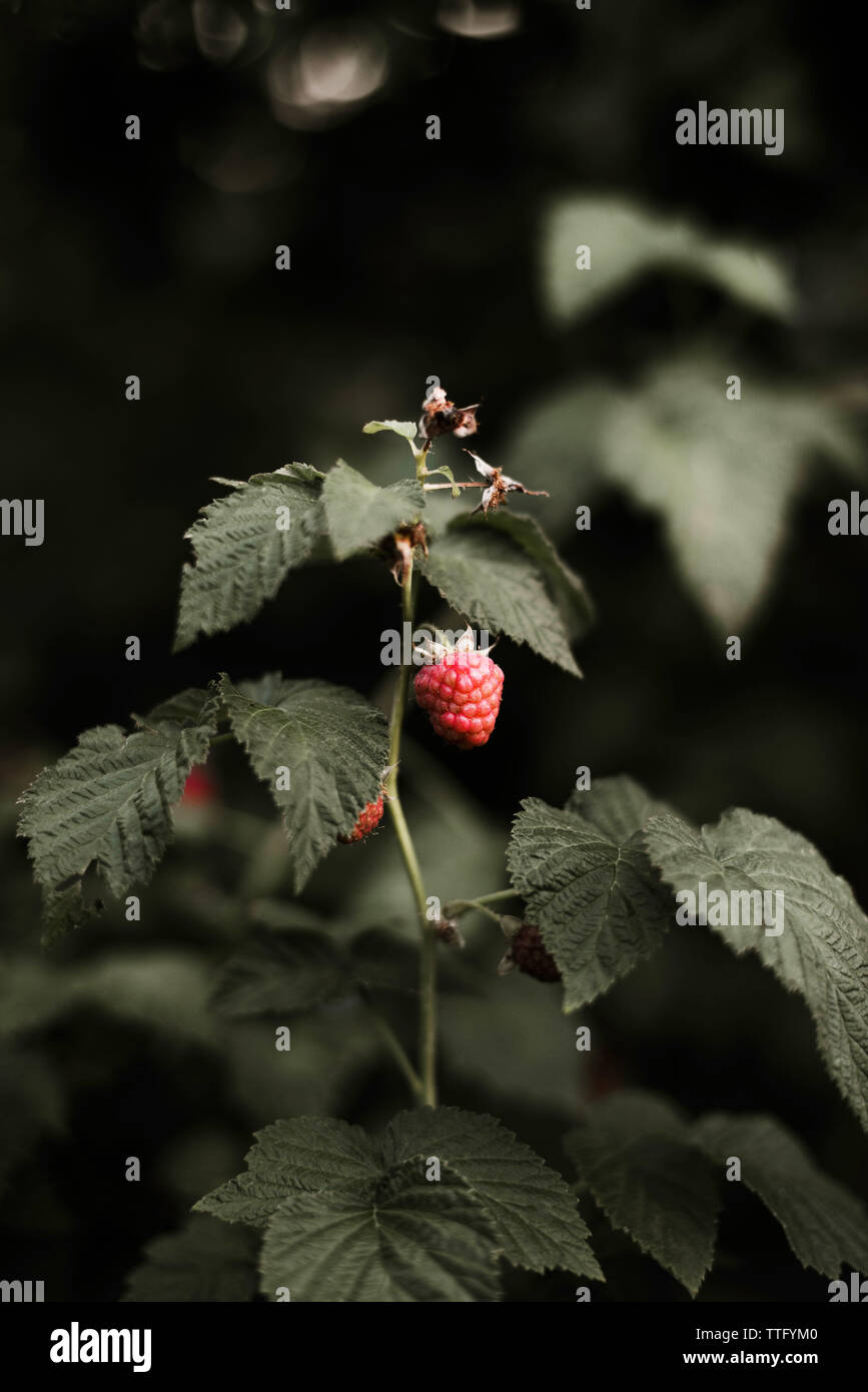 Raspberry on the vine Stock Photo - Alamy