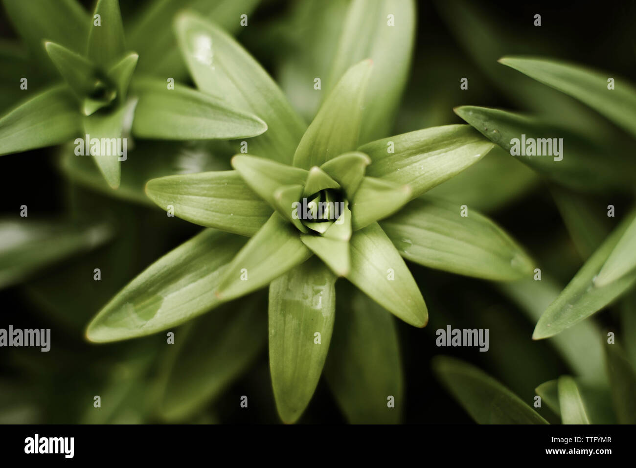 Green plants in garden Stock Photo - Alamy