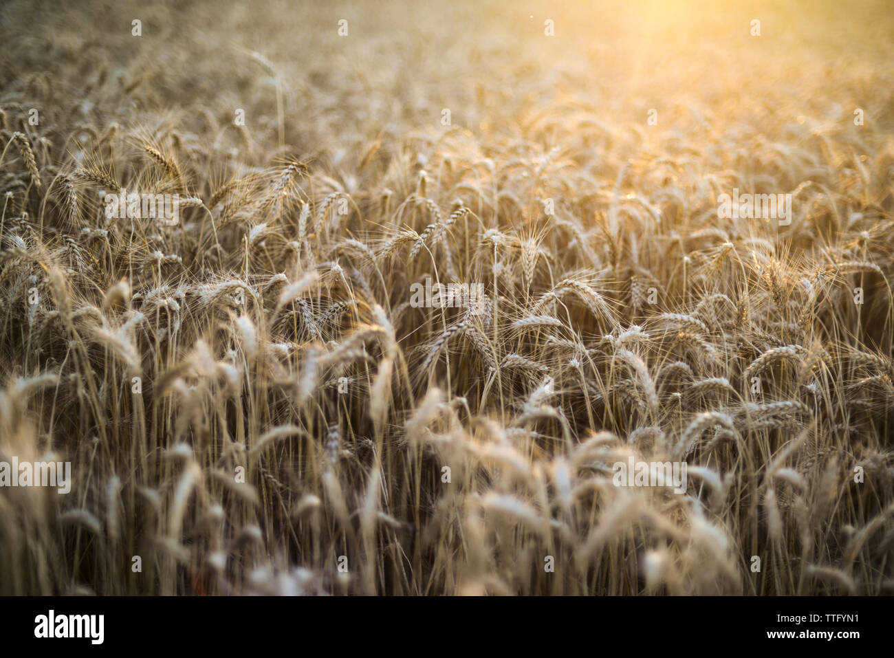 A close-up of a field of golden wheat Stock Photo - Alamy