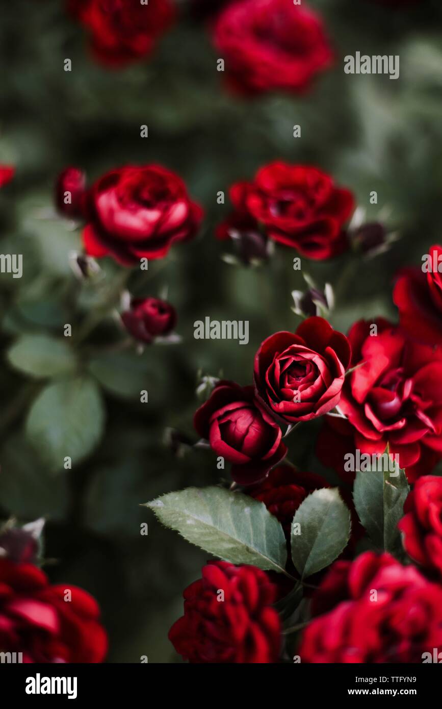 Dark rose bud greenery hi-res stock photography and images - Alamy