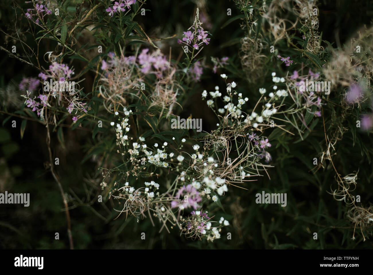 Flora inside the forest Stock Photo - Alamy