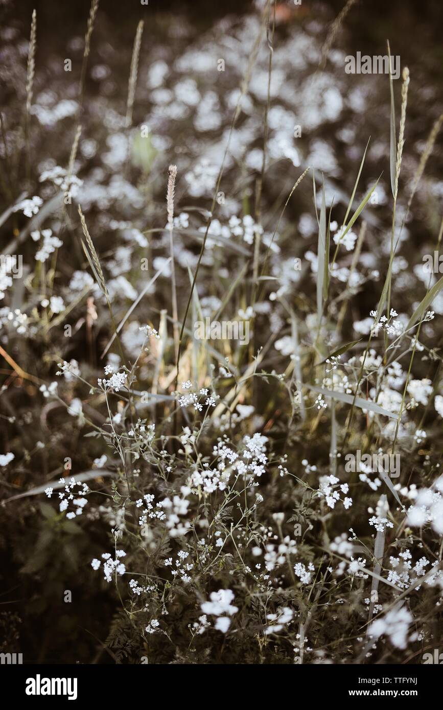 White flowers inside the forest Stock Photo - Alamy