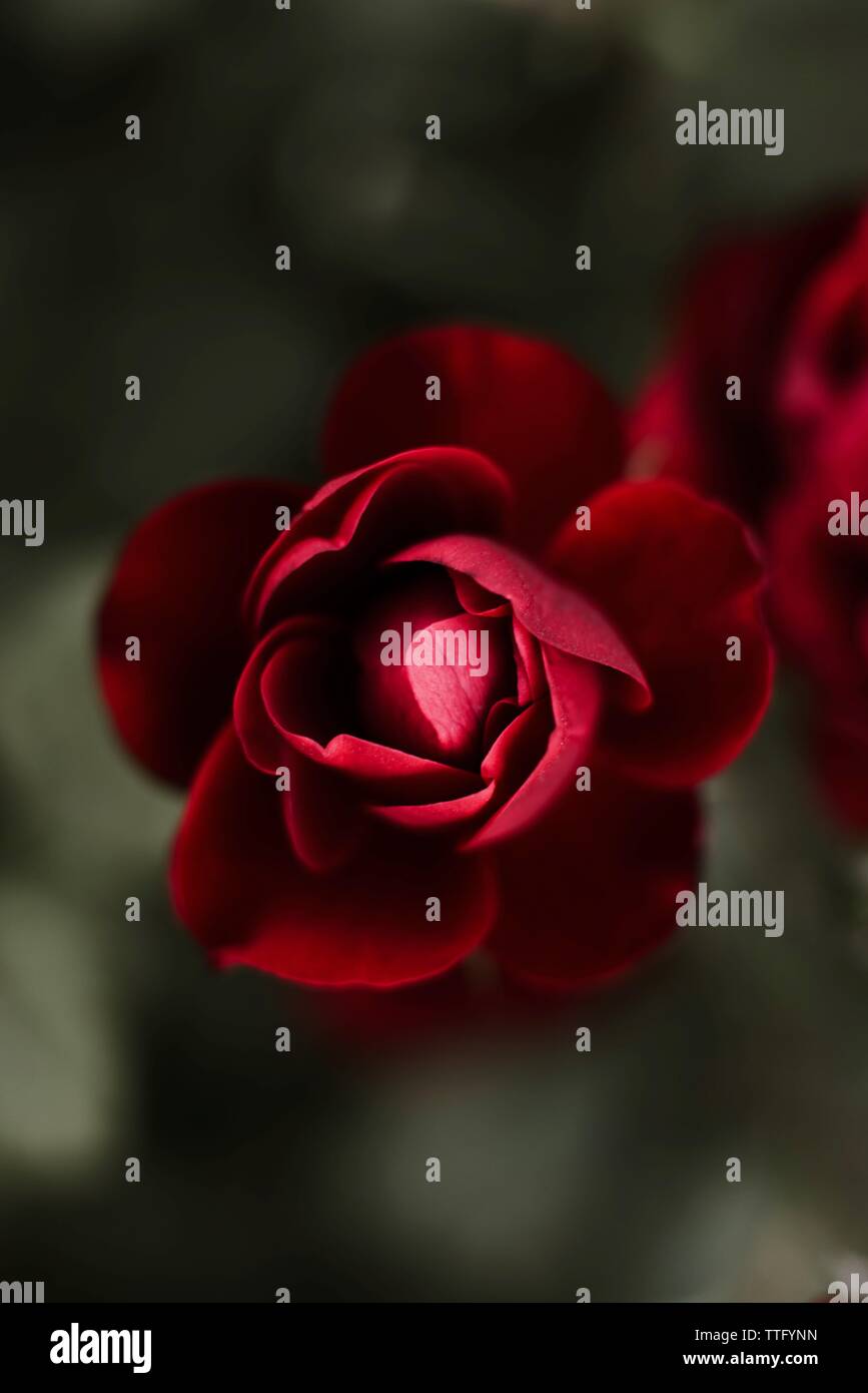 Roses in a garden at sunset Stock Photo - Alamy