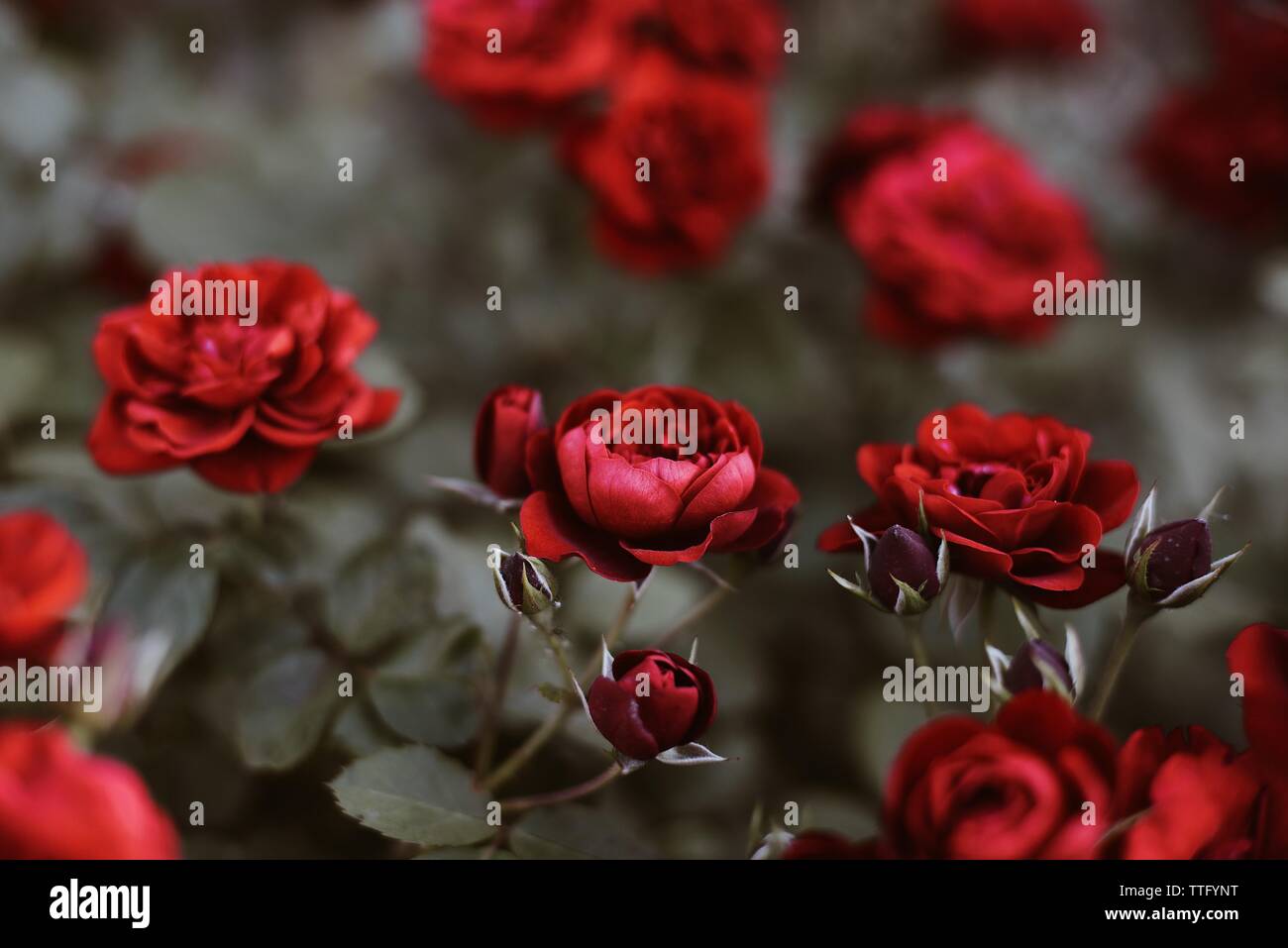Dark rose bud greenery hi-res stock photography and images - Alamy
