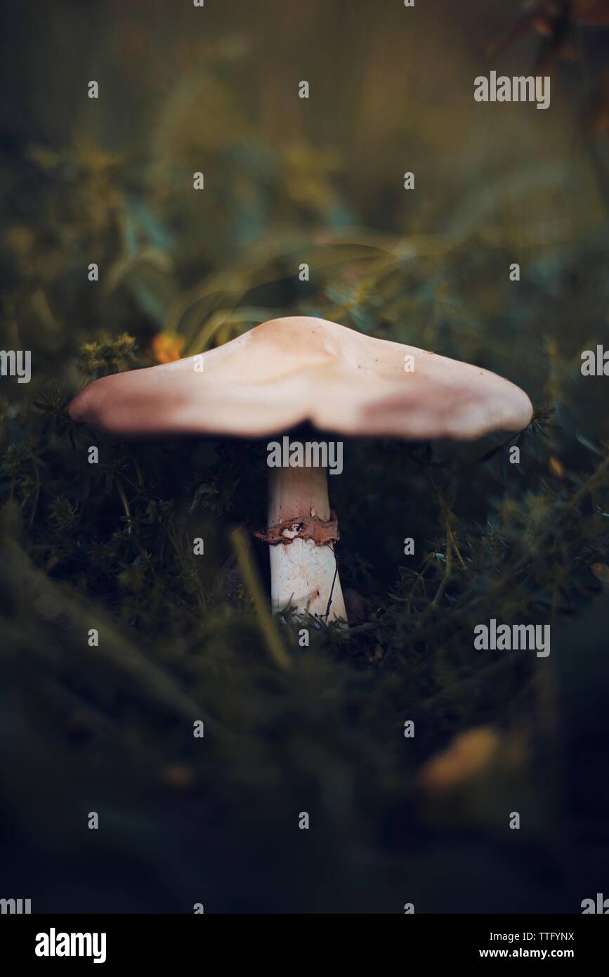 Mushrooms in a forest in fall Stock Photo - Alamy