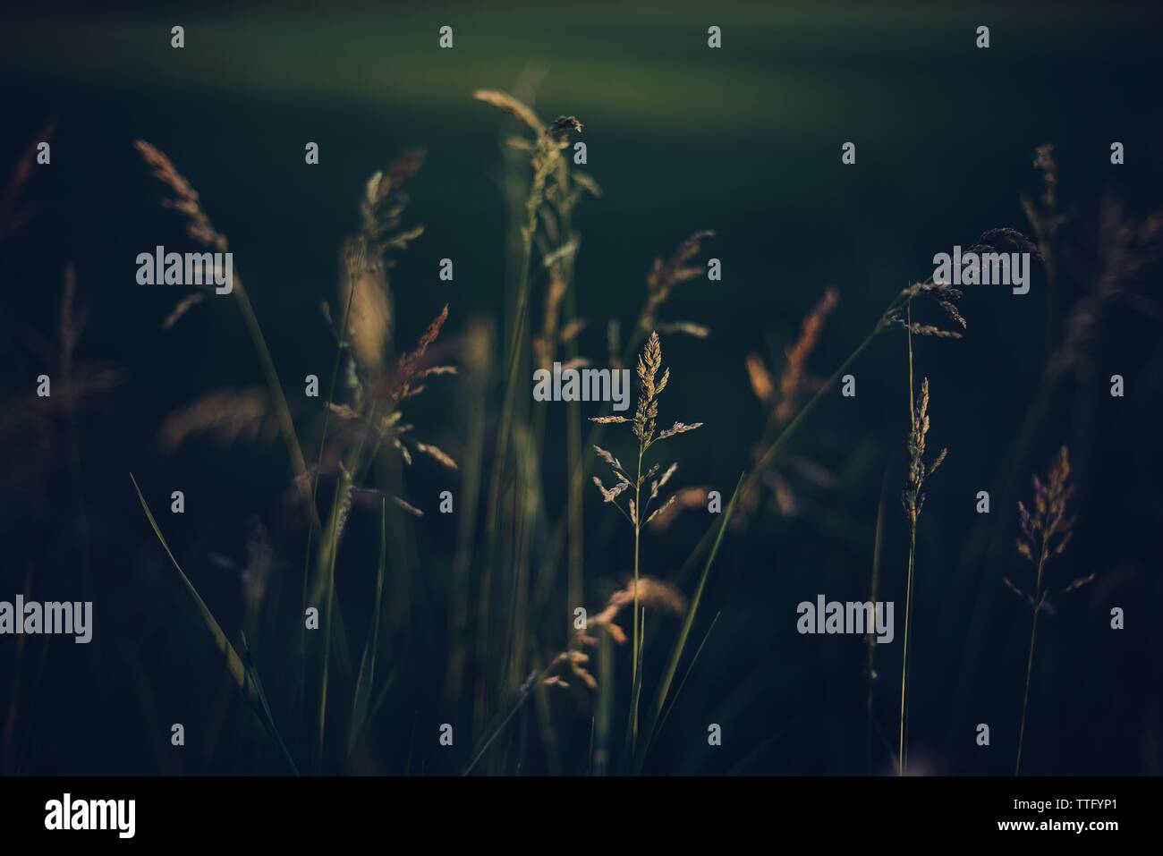 Green grass on sunset light Stock Photo - Alamy