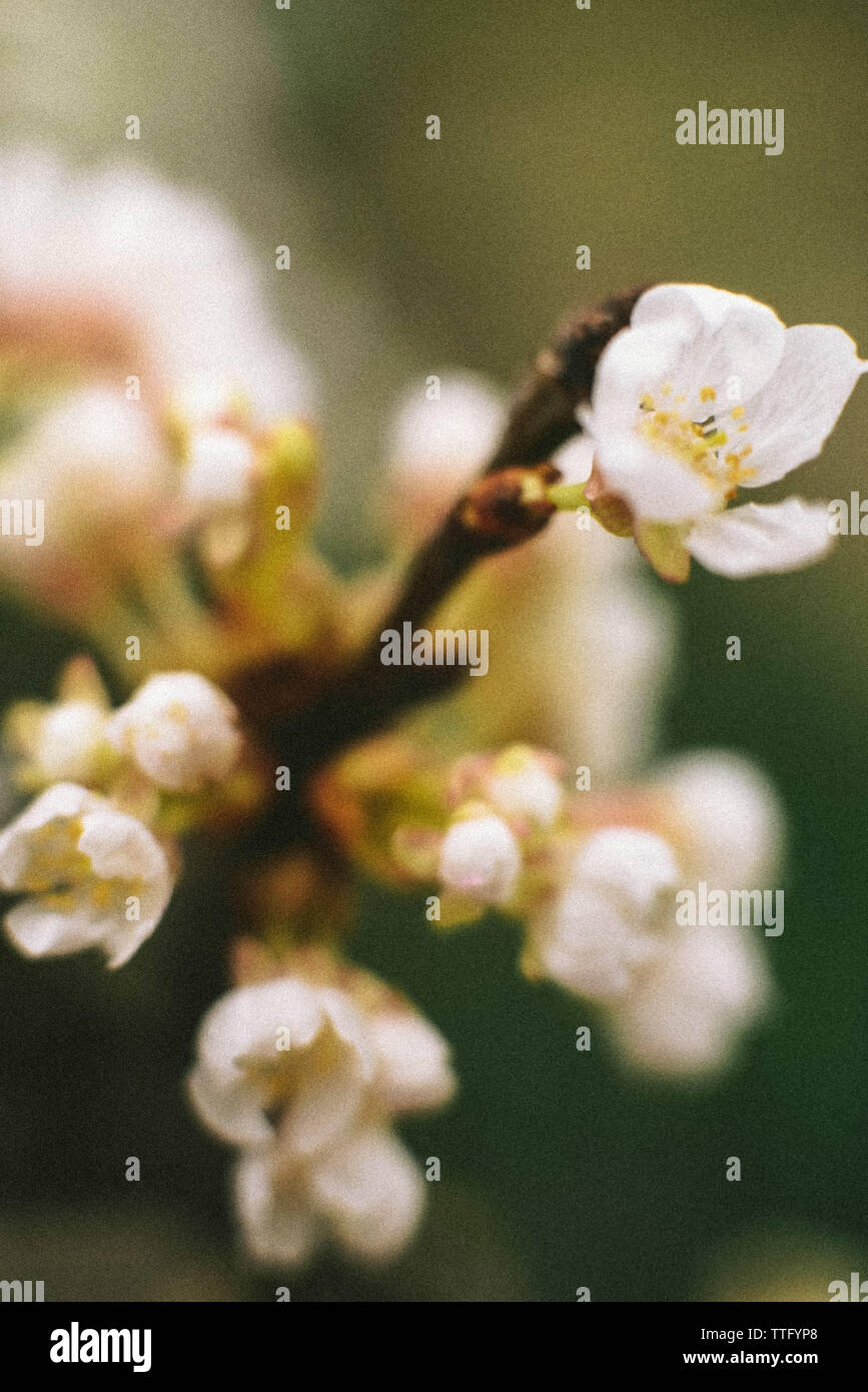Macro photography of a cherry flowers Stock Photo - Alamy