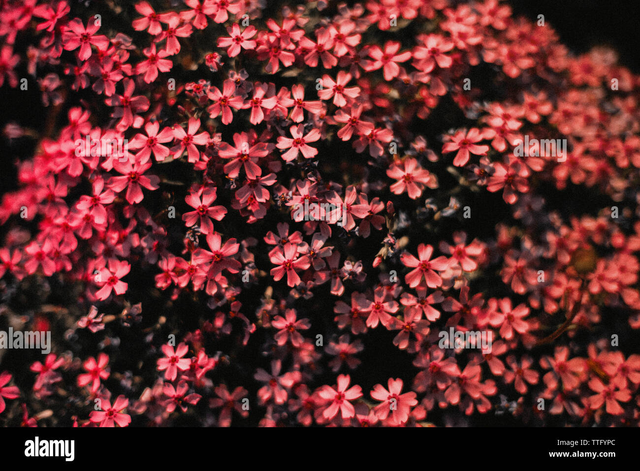 Little red flowers hi-res stock photography and images - Alamy