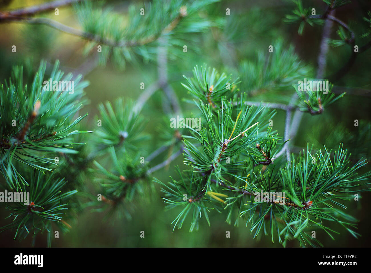 Coniferous forest many evergreen hi-res stock photography and images ...