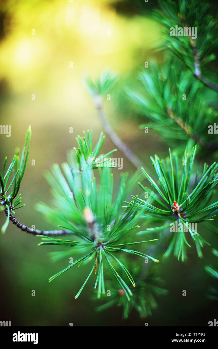 New growth on pine tree branches hi-res stock photography and images ...
