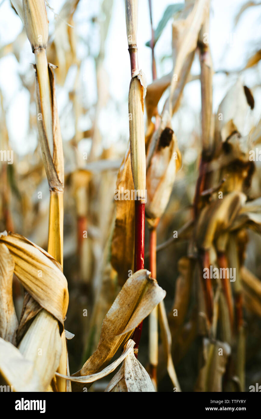 Corn stalk halloween hi-res stock photography and images - Alamy