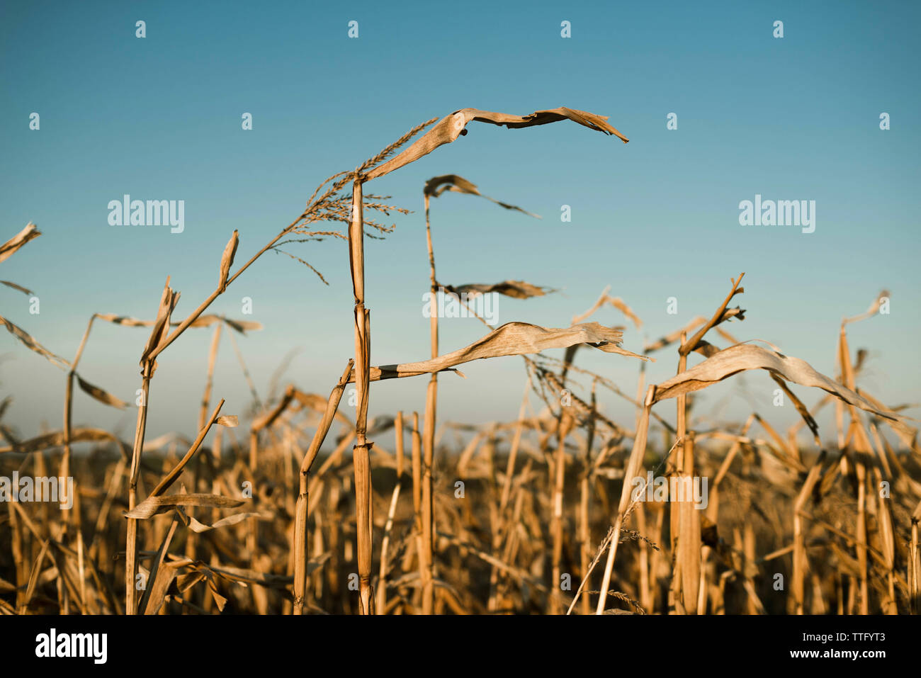 Dried corn stalks in a field at the end of a summer Stock Photo - Alamy