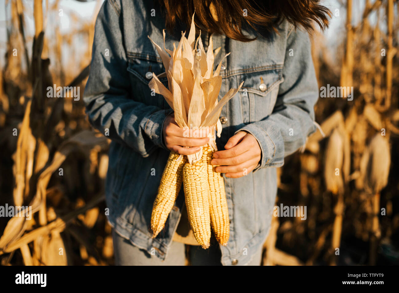 Living in the corn field hi-res stock photography and images - Alamy