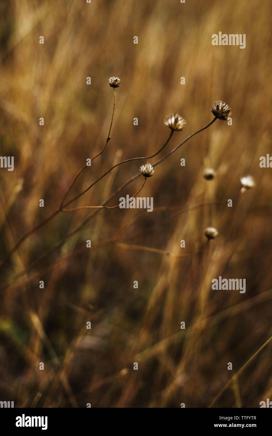 Rural dry hi-res stock photography and images - Alamy