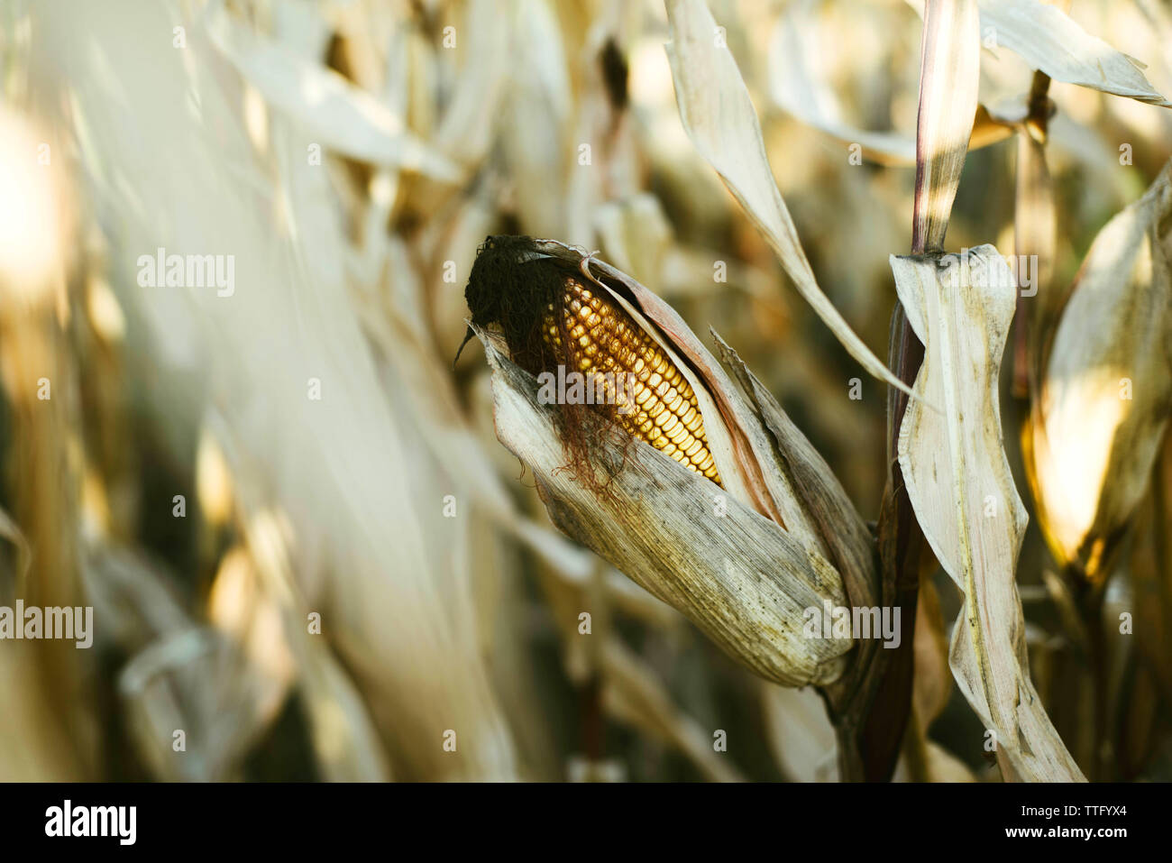 Dried corn stalks in a field at the end of a summer Stock Photo - Alamy