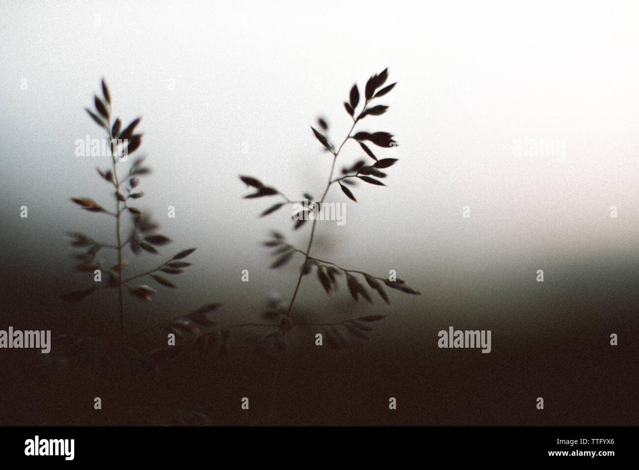 Wet and dry plants hi-res stock photography and images - Alamy