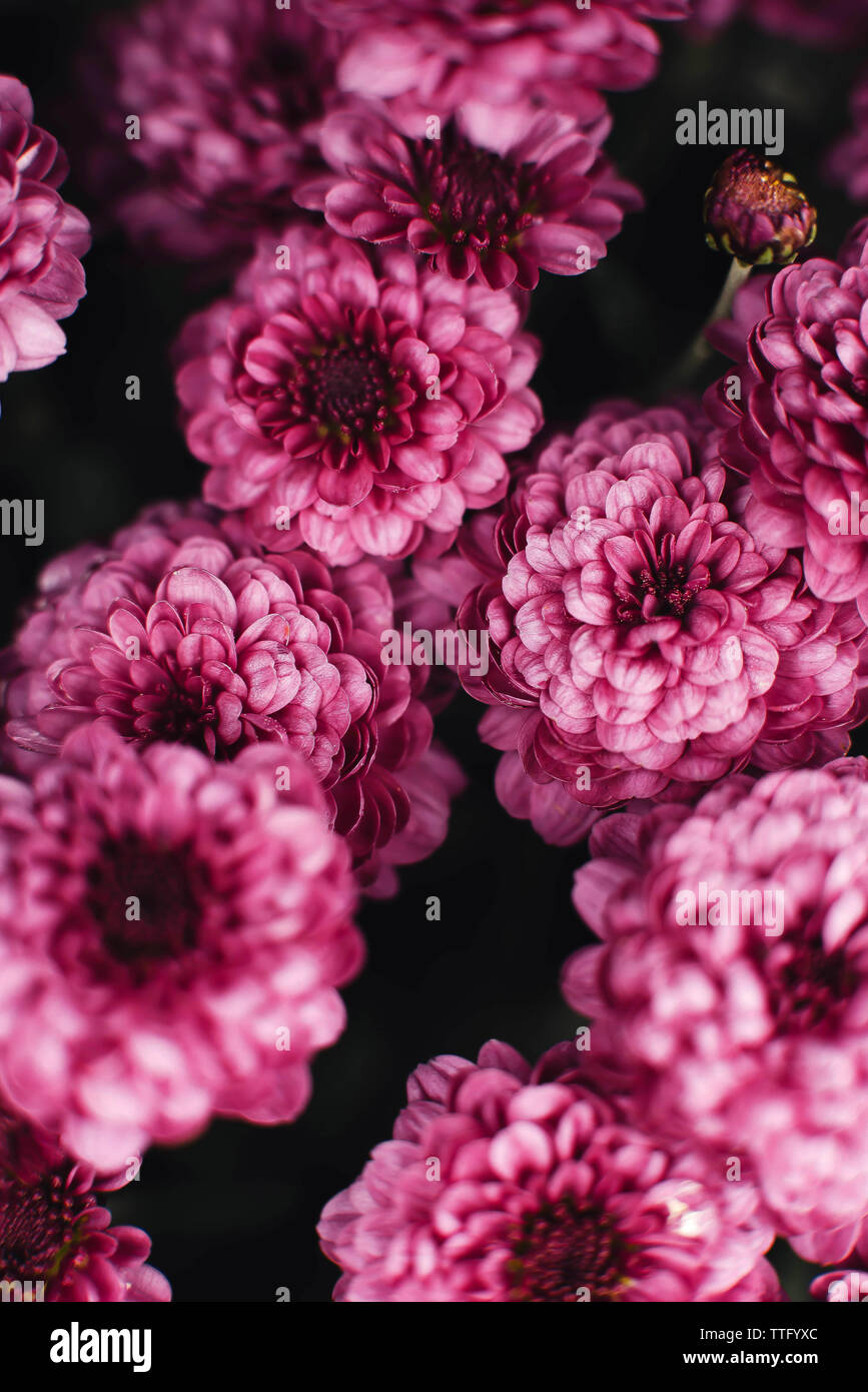 Chrysanthemum closeup photography hi-res stock photography and images ...