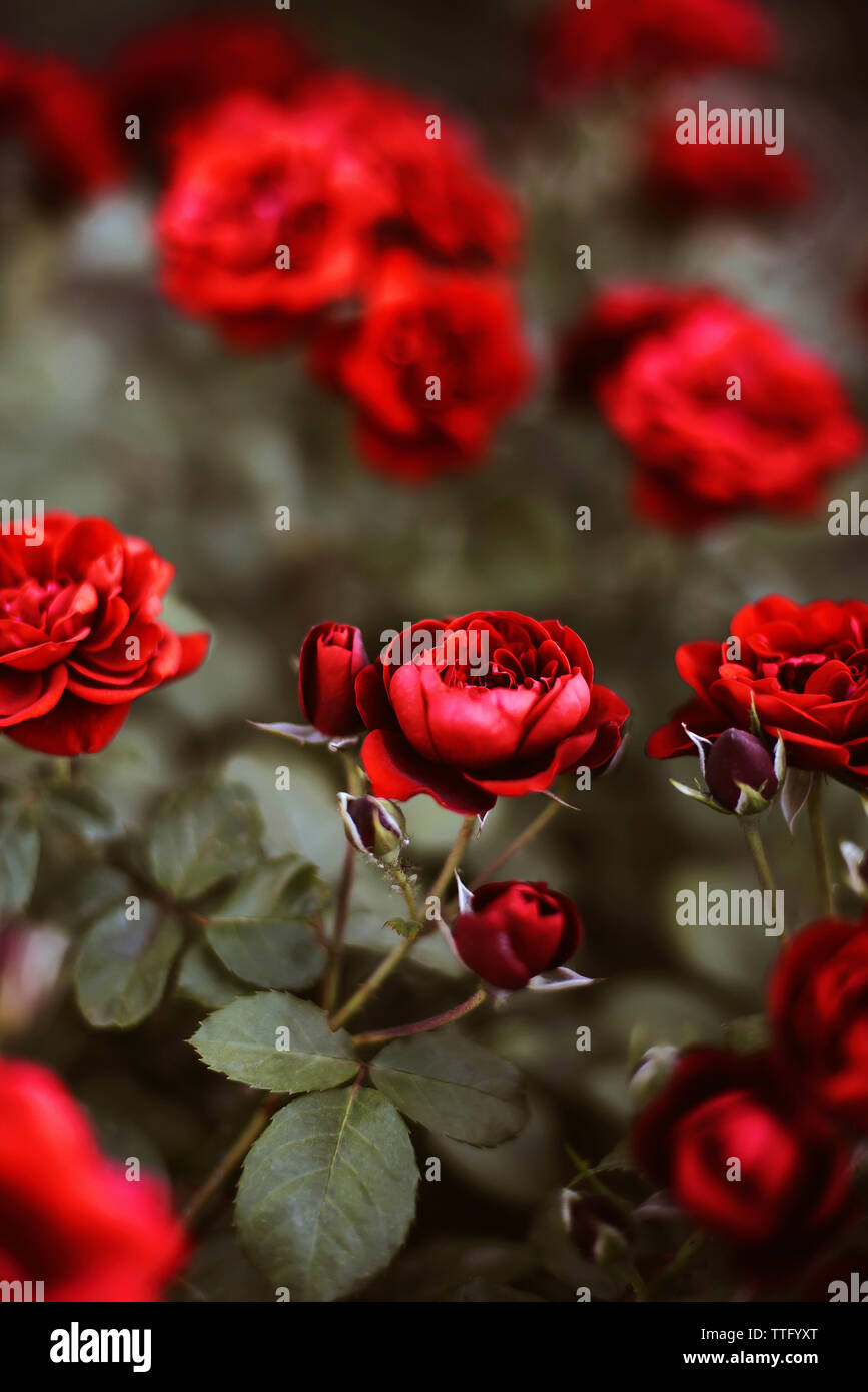Roses in a garden at sunset Stock Photo - Alamy