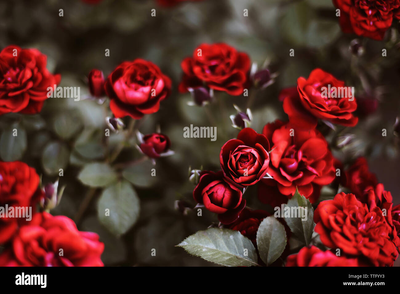 Dark rose bud greenery hi-res stock photography and images - Alamy