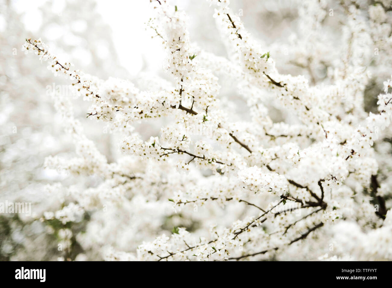 Cherry blossoms trees in spring Stock Photo - Alamy