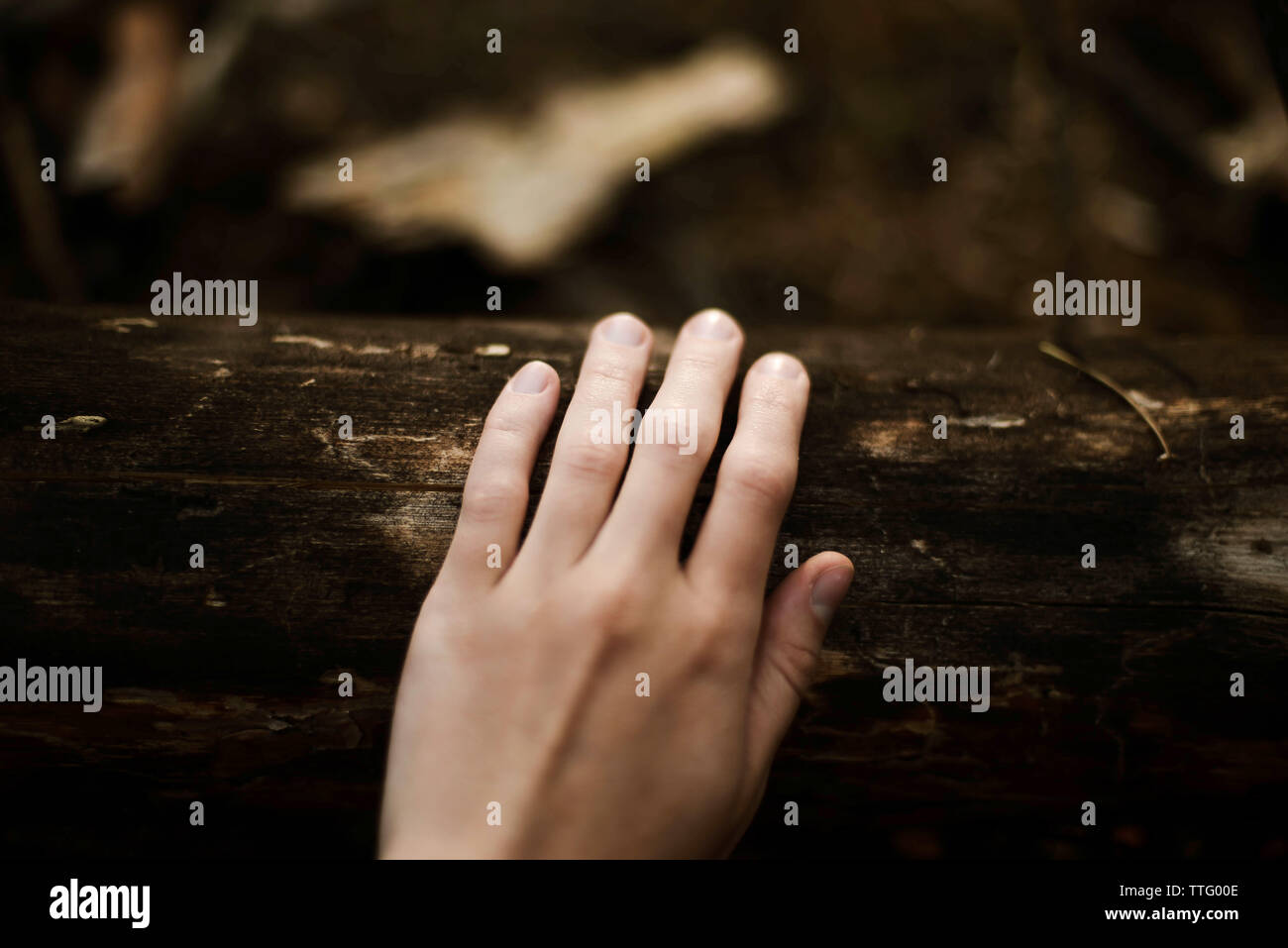 Hand Touching Tree High Resolution Stock Photography and Images - Alamy