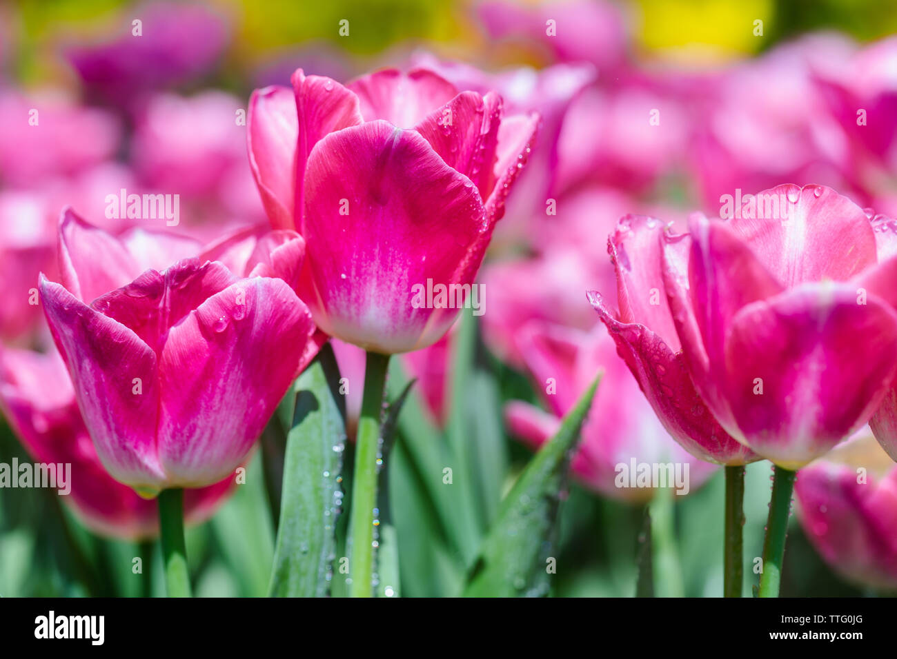 Tulip flower with green leaf background in tulip field at winter or ...