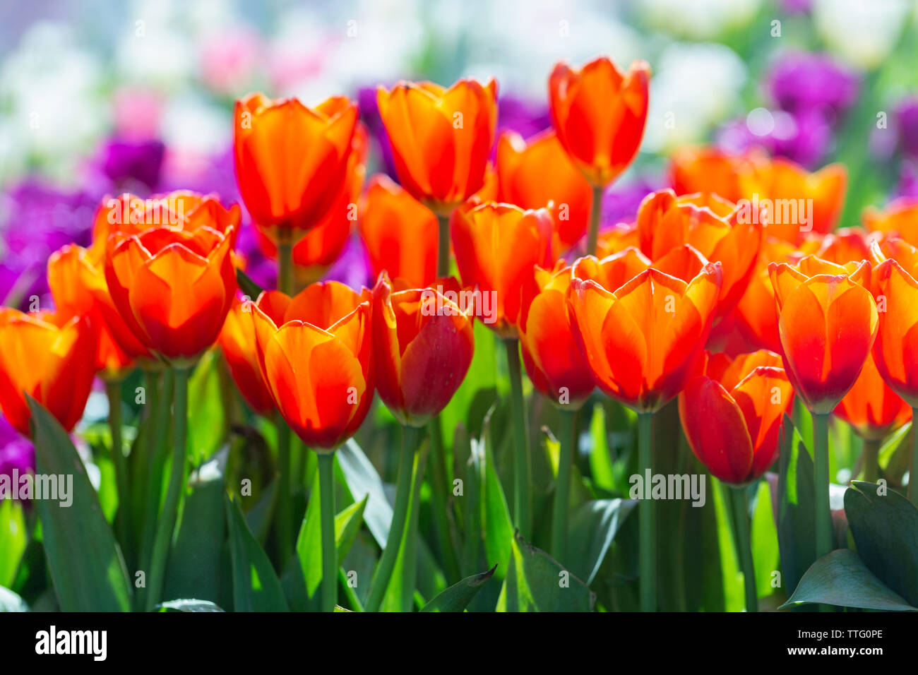 Tulip flower with green leaf background in tulip field at winter or ...